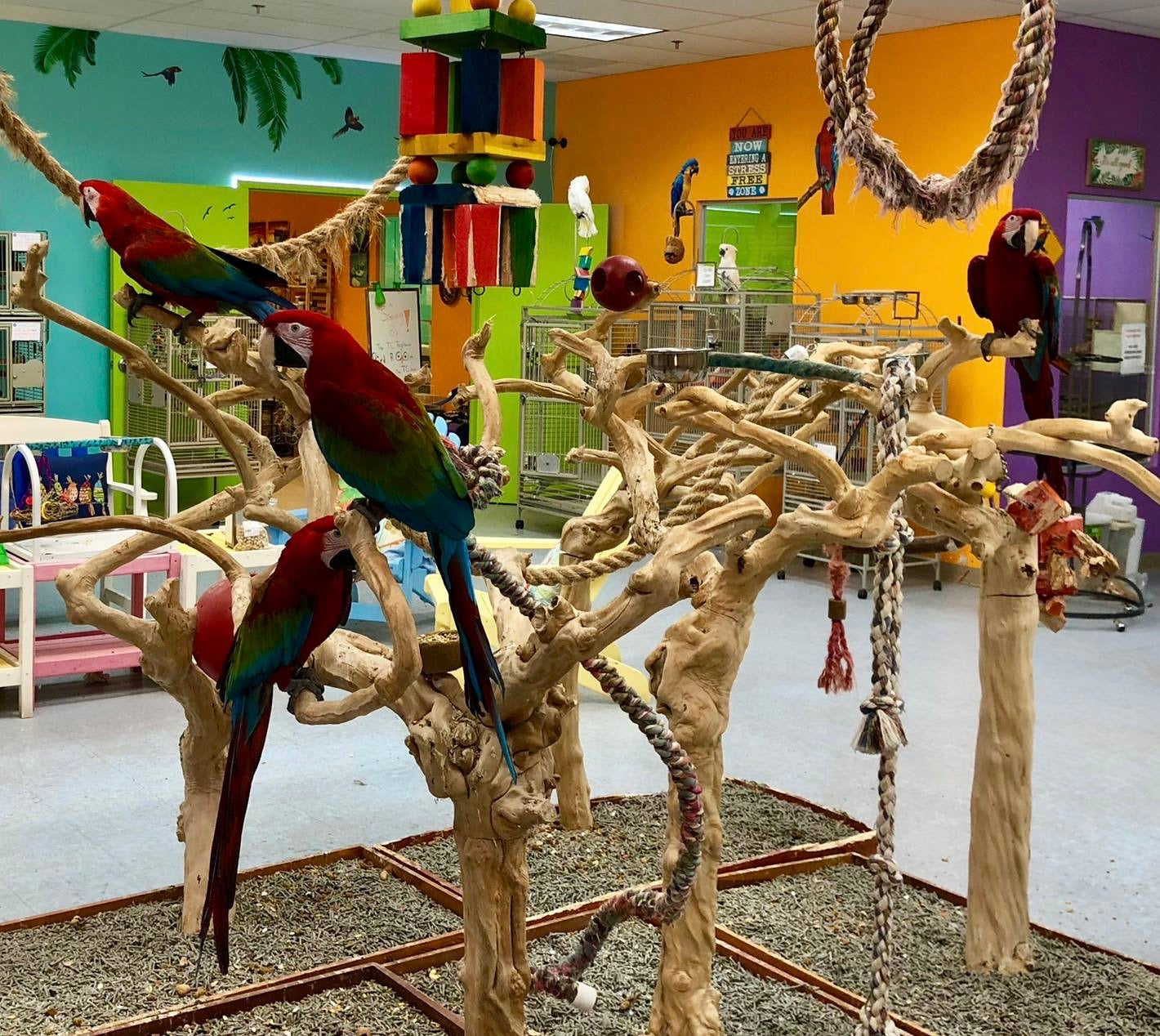 TC Feathers Aviary | Hand-Fed Baby Parrots, Parrot Food, Toys, Cages ...