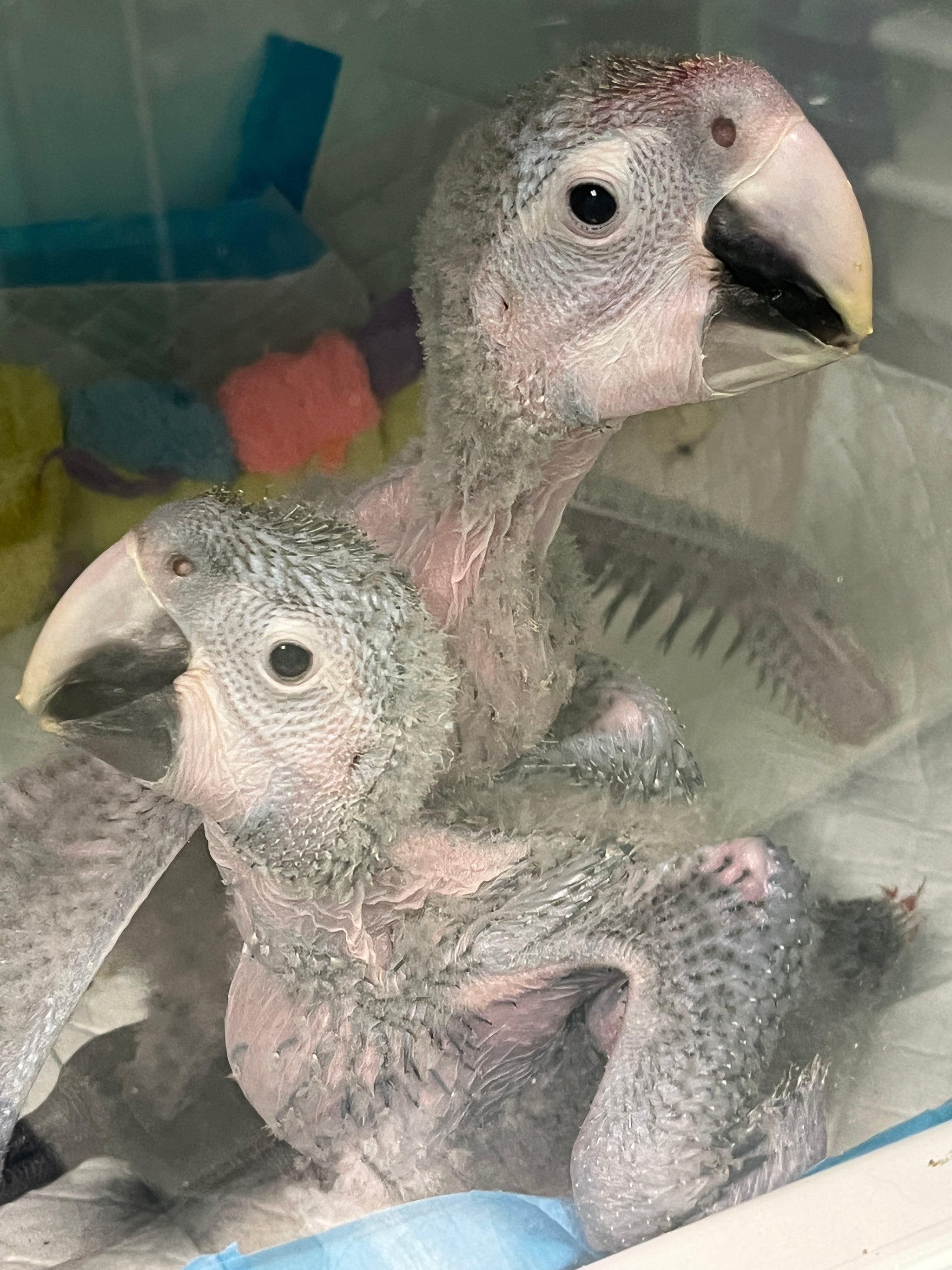 TC Feathers Aviary | Hand-Fed Baby Parrots, Parrot Food, Toys, Cages ...